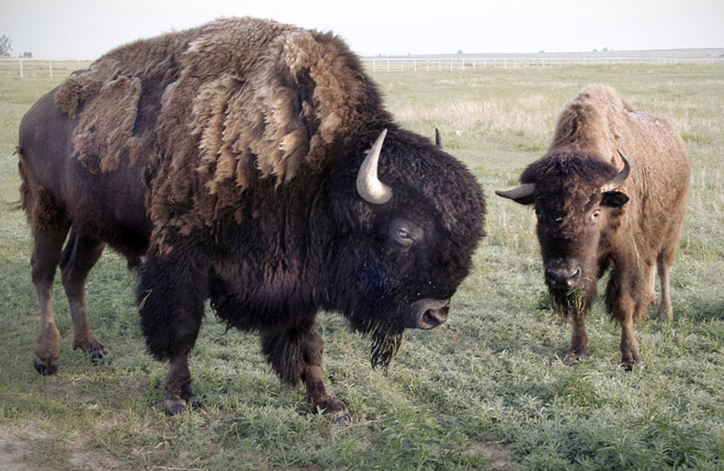 New Vixion 2013 dan Byson adalah motor dengan desain tematic ? - MOTOBLAST